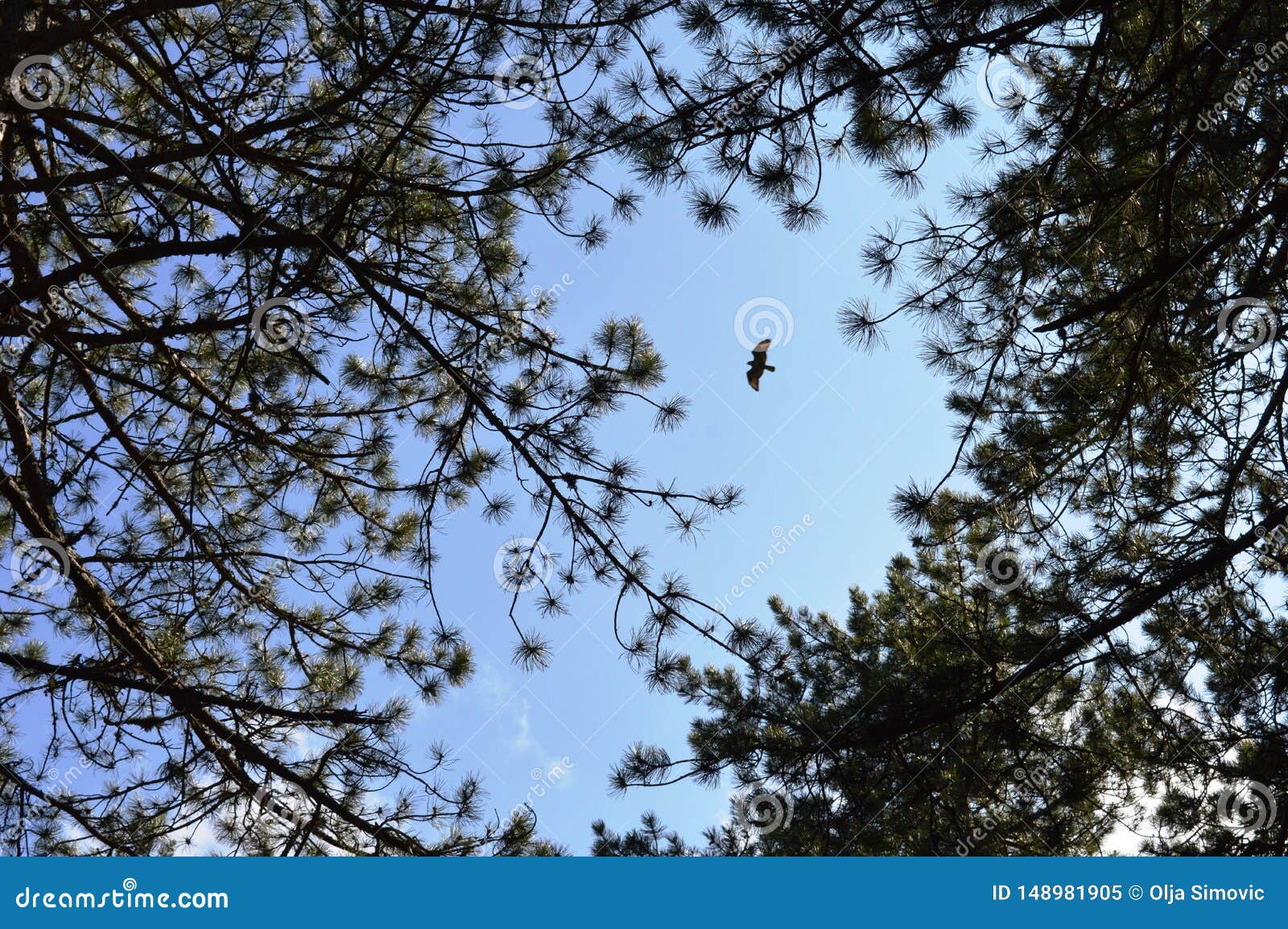 Birds flying between trees stock image. Image of birds - 148981905
