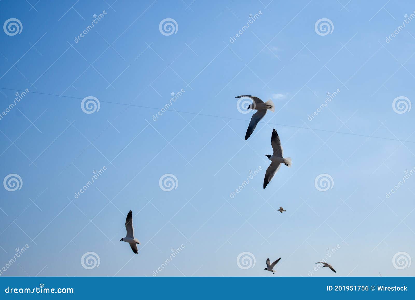 Birds Flying Under the Clear Sky at Daytime Stock Photo - Image of ...