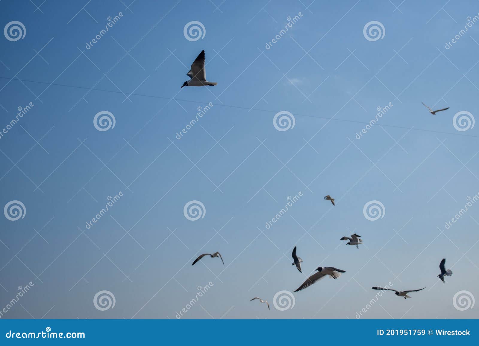 Birds Flying Under the Clear Sky at Daytime Stock Image - Image of ...