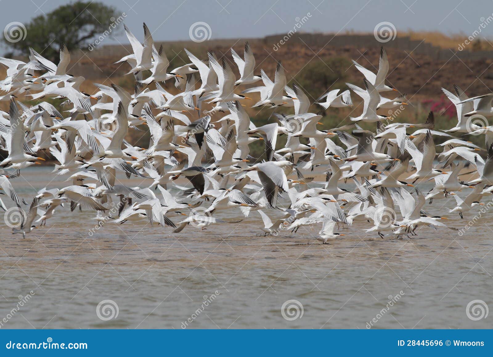 Birds flying up stock photo. Image of birds, white, lagoon - 28445696