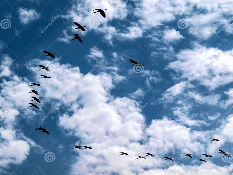 Birds flying in V stock image. Image of animal, africa - 37981773