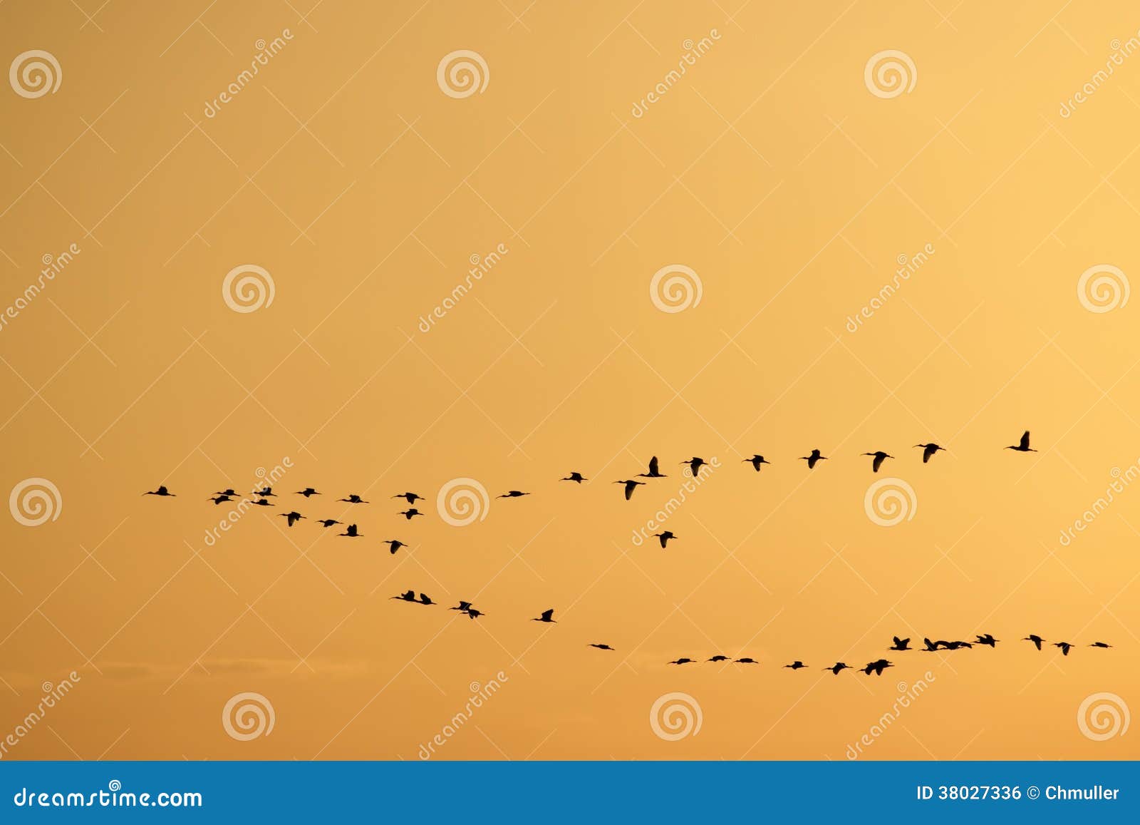 Birds Flying in a V Formation Stock Photo - Image of flying, birds ...