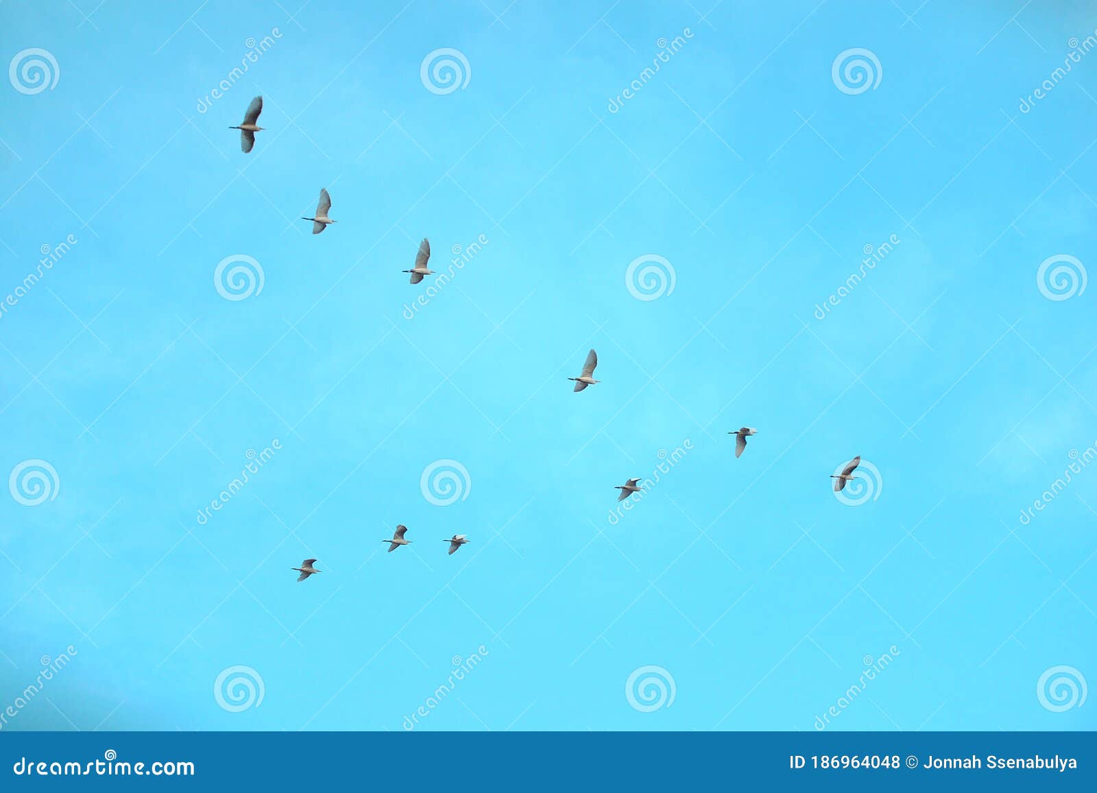 Birds Flying in V-shaped Pattern Stock Photo - Image of birds ...