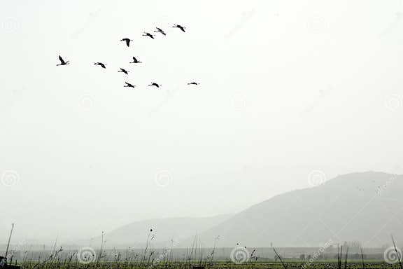 Birds in the fog stock photo. Image of migration, bird - 567026