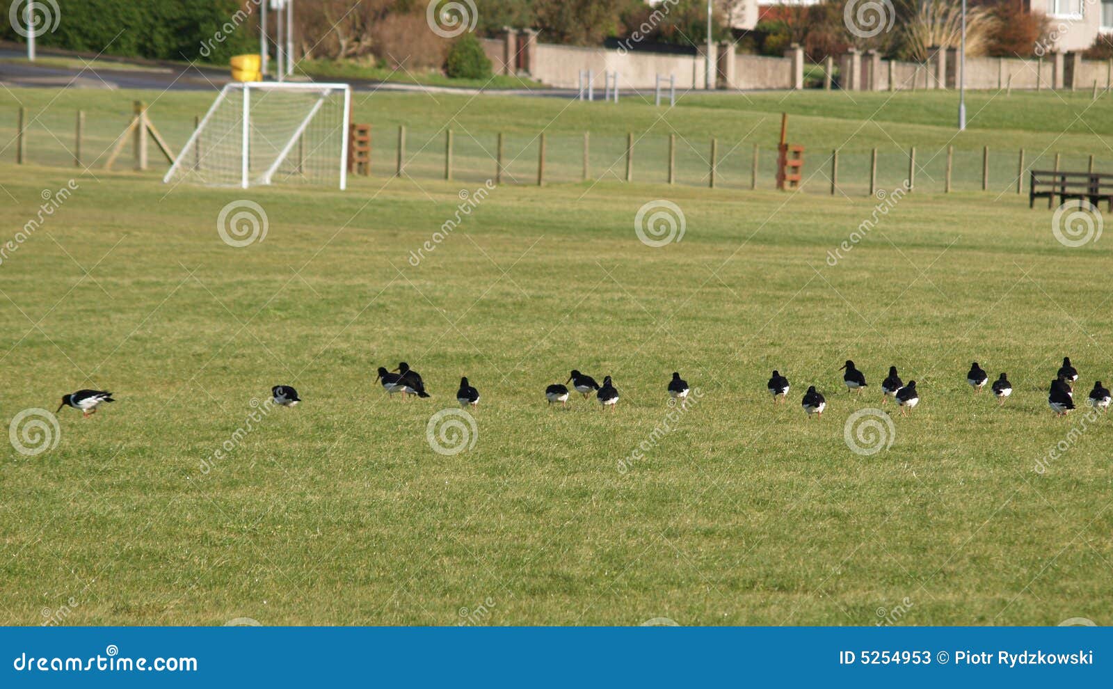 Birds on a Football Field stock image. Image of numerous - 5254953