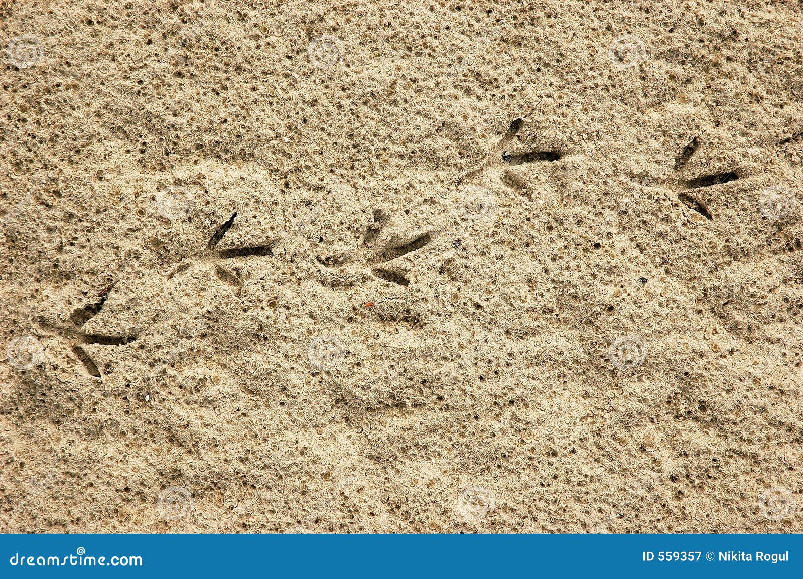 Birds Footprint Royalty Free Stock Photography - Image: 559357
