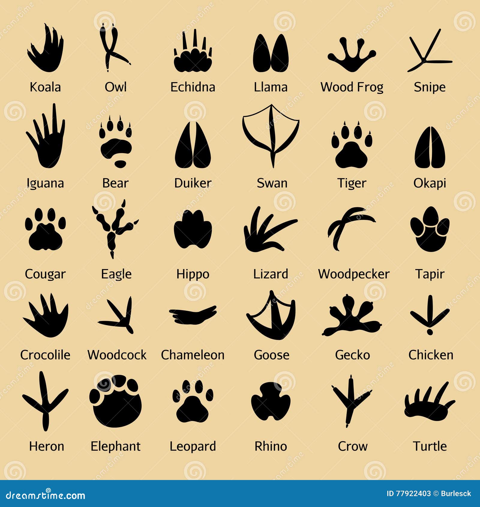 Lizard Footprint Clipart Images