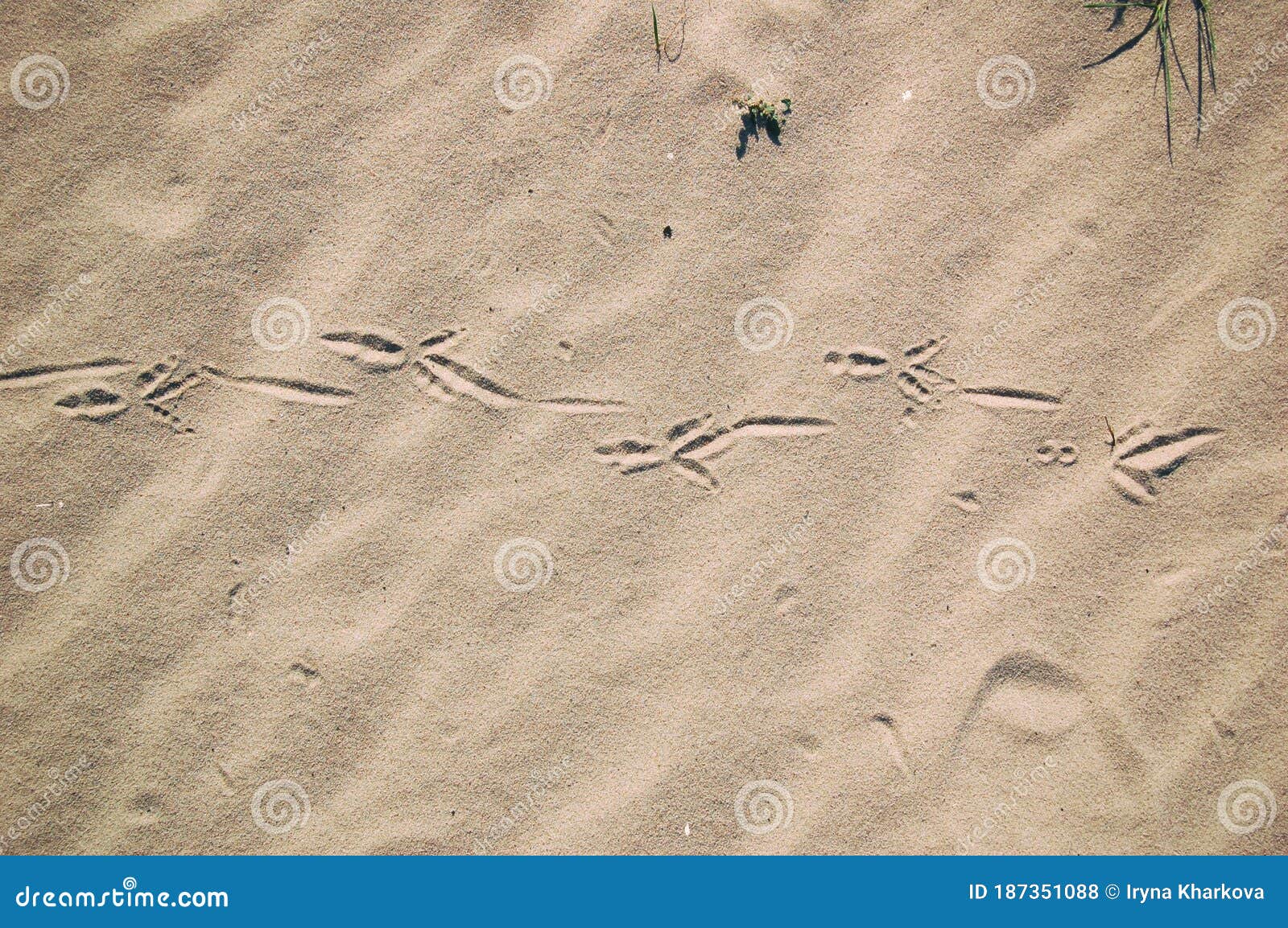 Birds Footprints On Sand Stock Photo | CartoonDealer.com #53779218