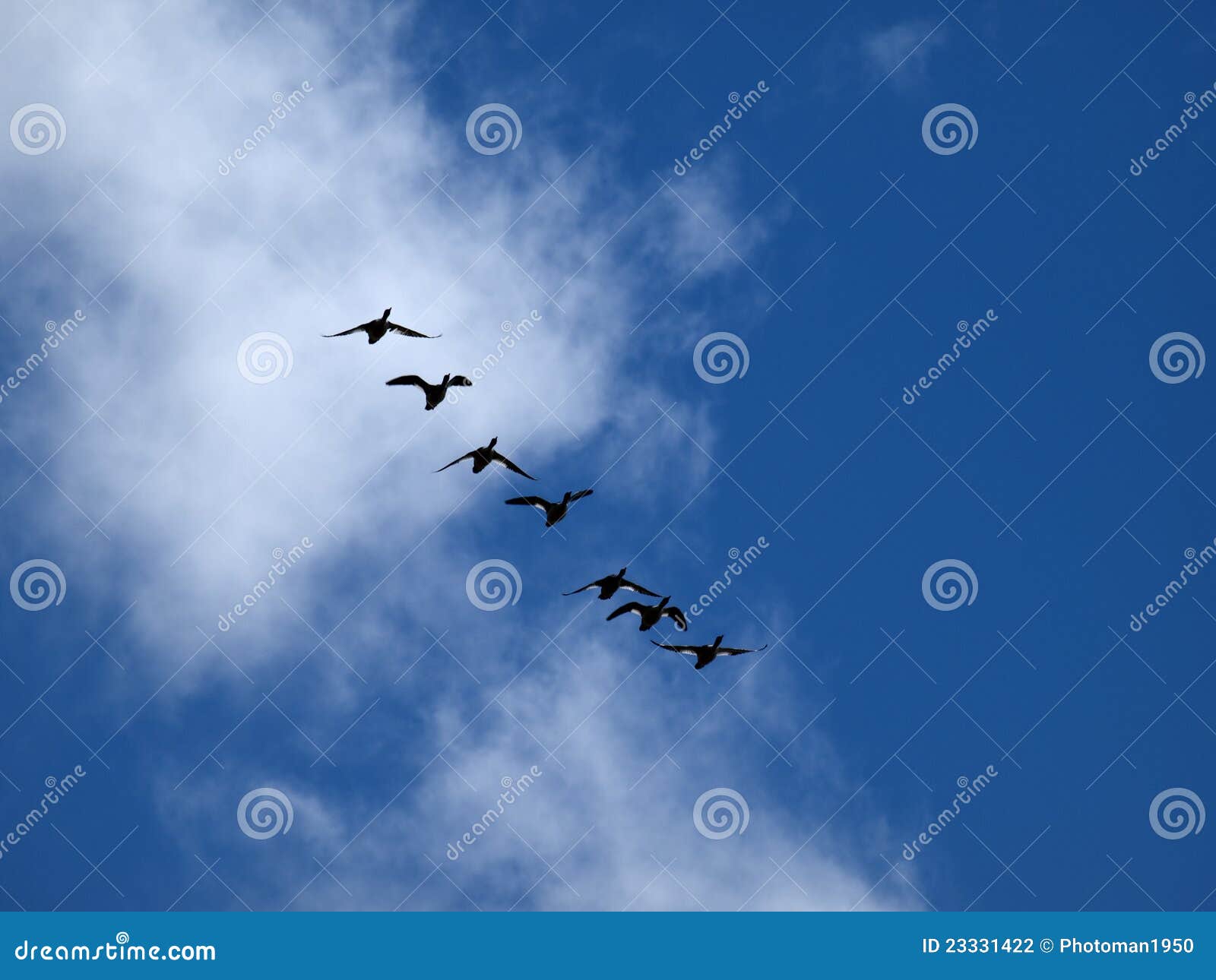 Birds in formation stock photo. Image of clouds, geese - 23331422