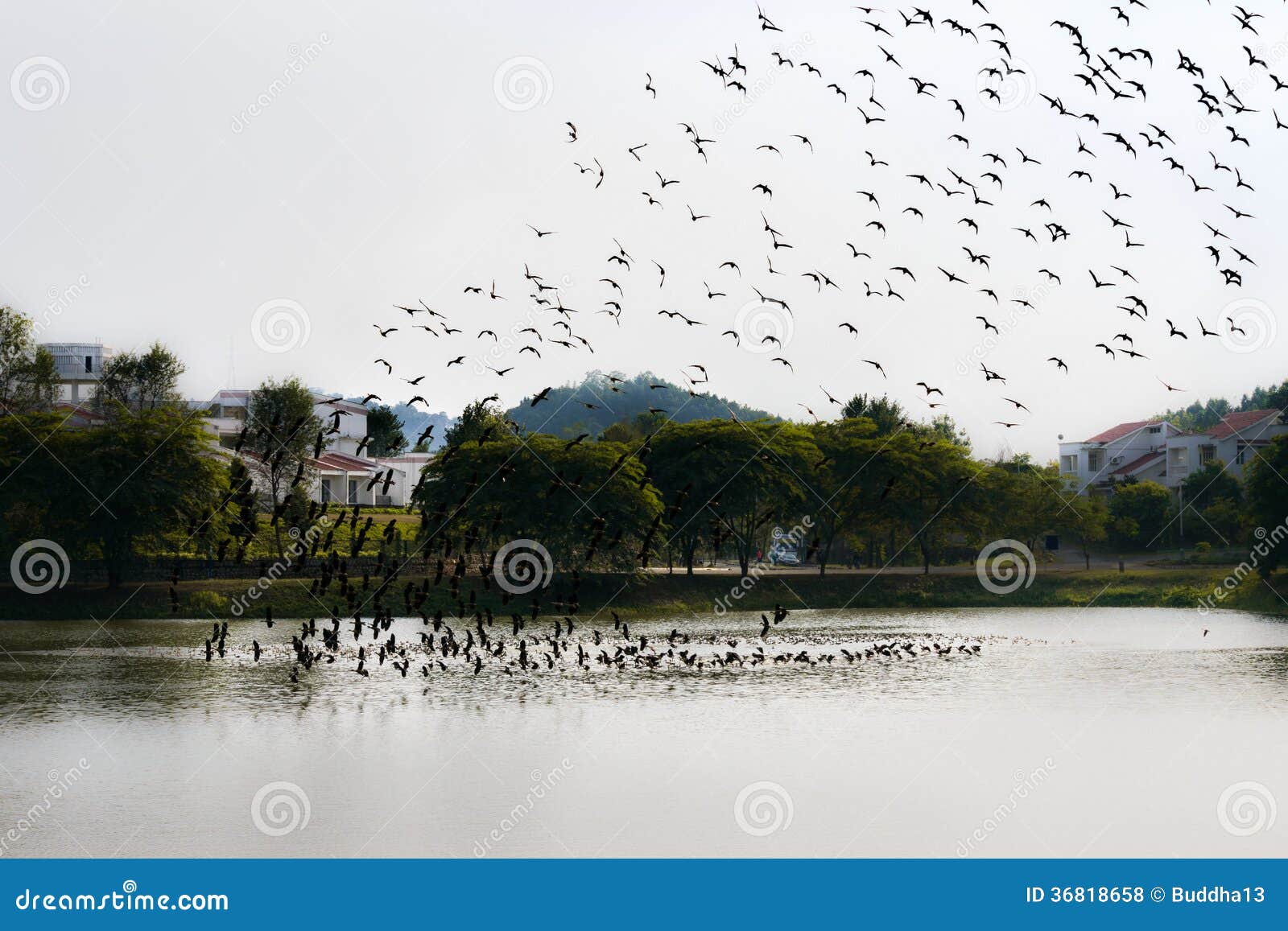 Birds formation stock photo. Image of light, school, green - 36818658
