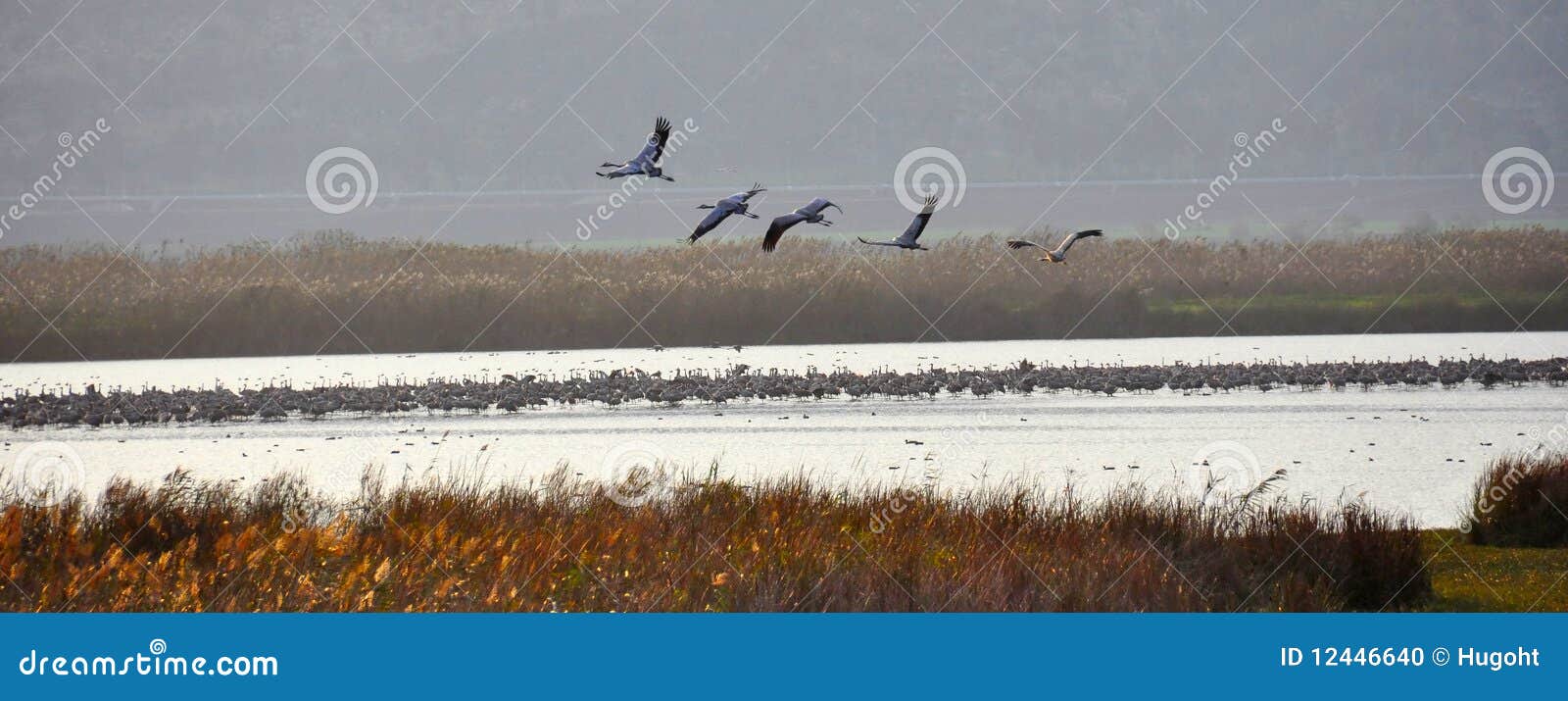 Birds Formation, Ahula, Israel Stock Photo - Image of panoramic, beauty ...