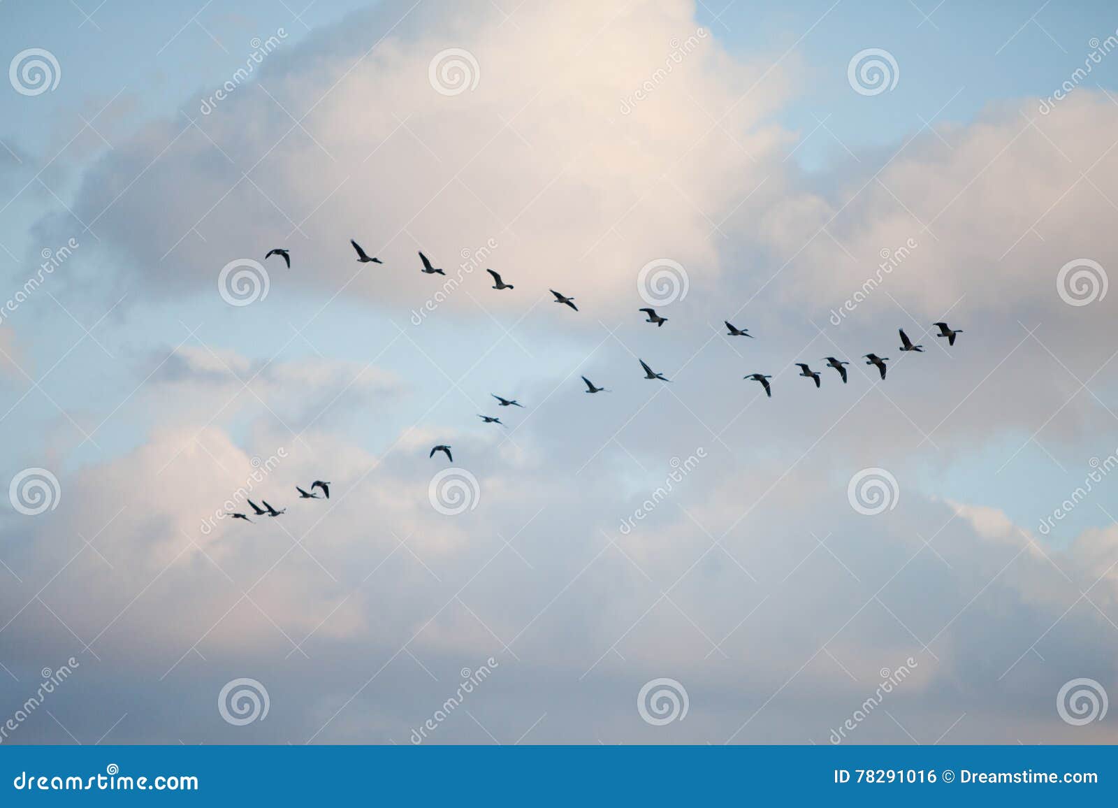 Birds in formation stock photo. Image of geese, birds - 78291016