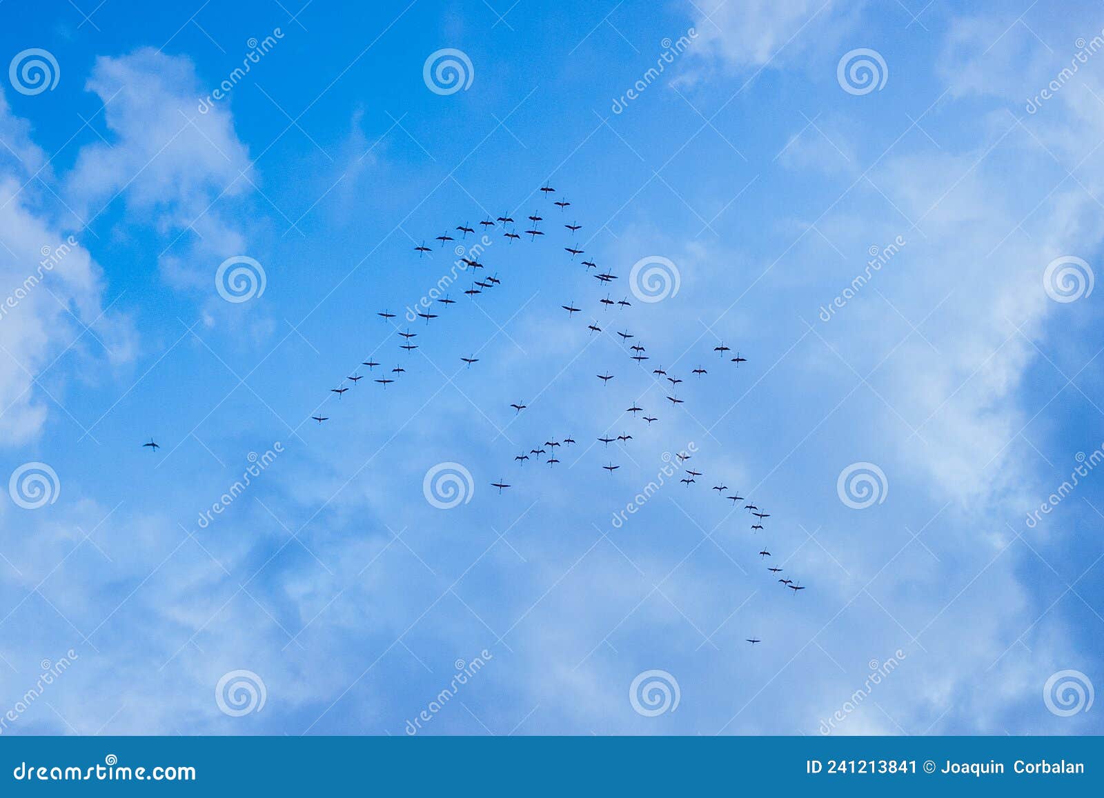 Birds in Formation Migrating South Seen from Below Stock Image - Image ...