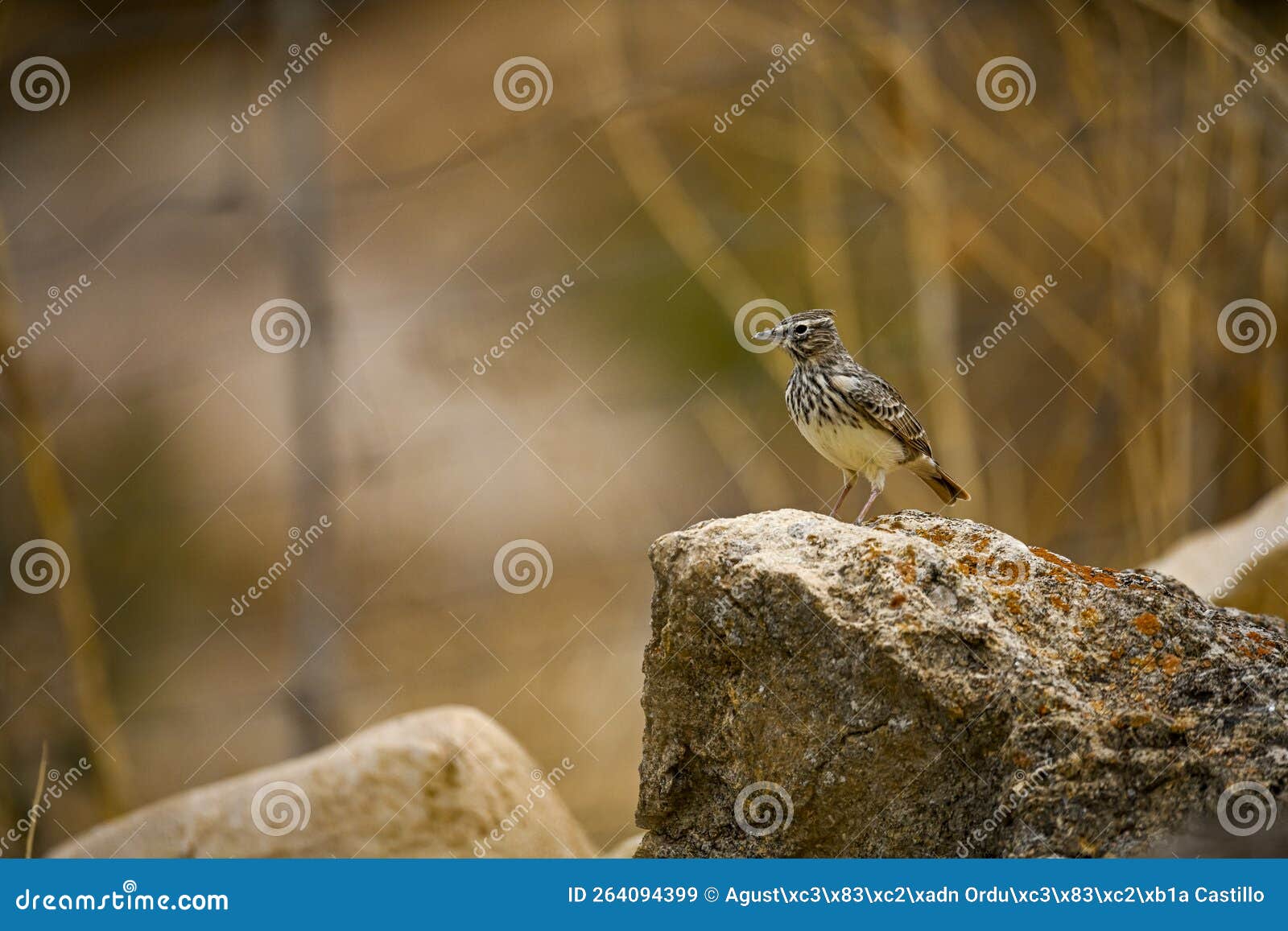 Birds in Freedom and in Their Environment. Stock Image - Image of ...