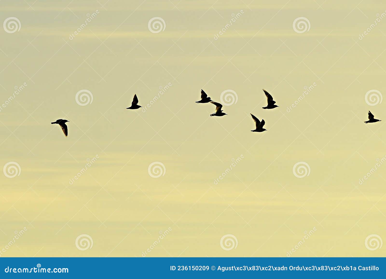 Flock or Band, or Also Flock, Group of Birds of the Same Species. Stock ...