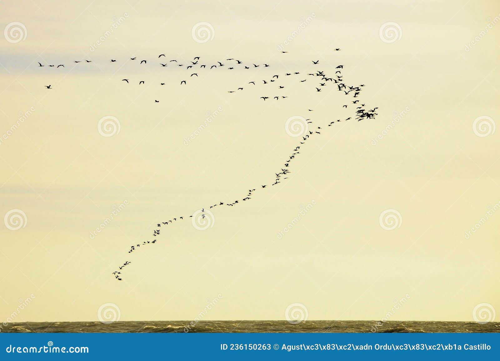 Flock or Band, or Also Flock, Group of Birds of the Same Species. Stock ...