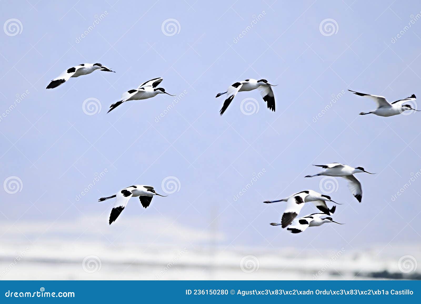 Flock or Band, or Also Flock, Group of Birds of the Same Species. Stock ...