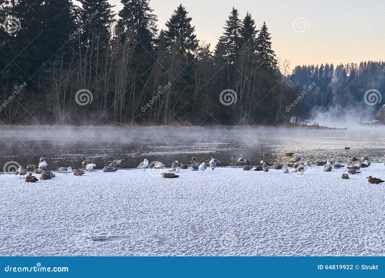 Birds in Freezing Temperatures Stock Photo - Image of wave, arctic ...