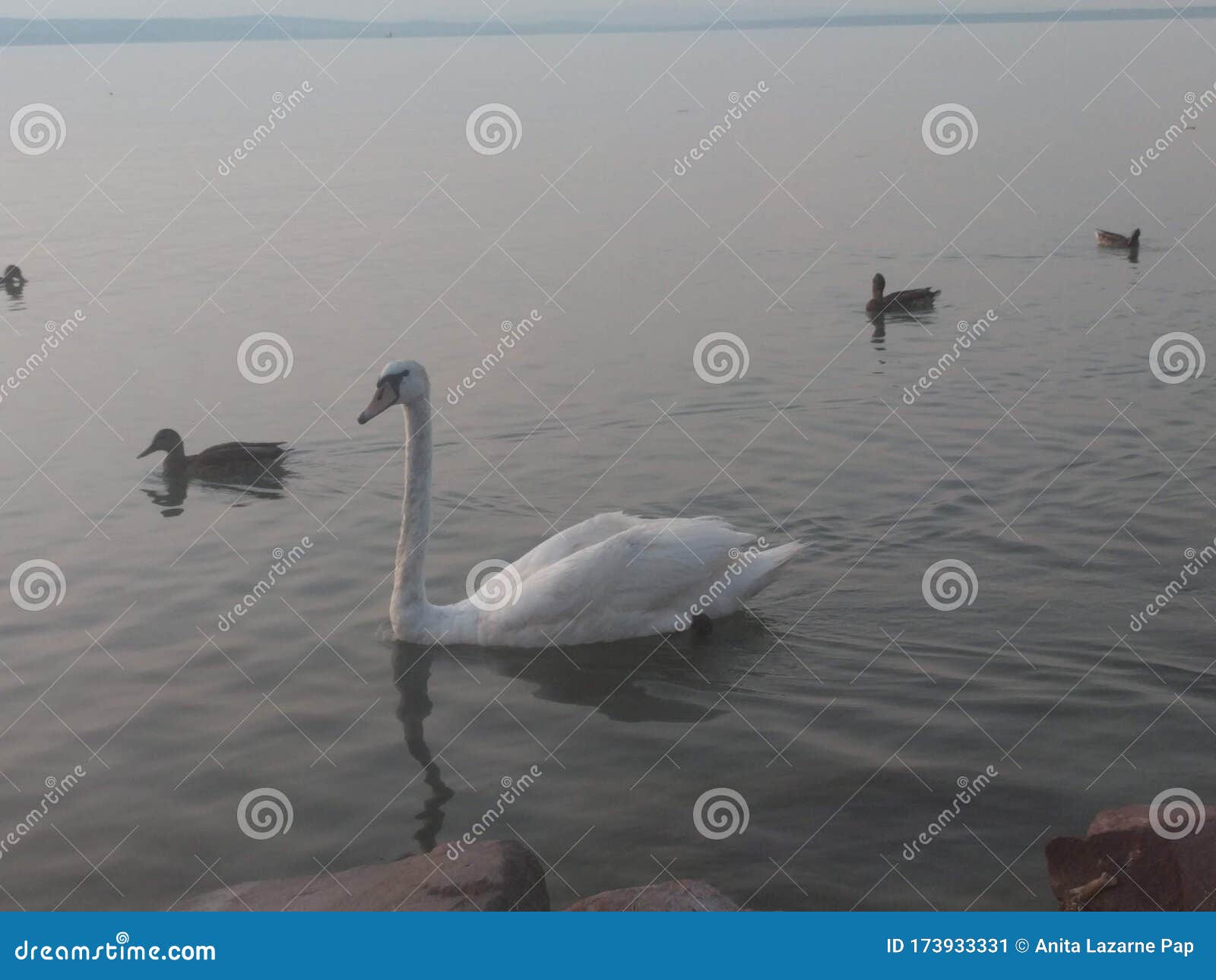 Birds stock image. Image of beauty, lake, birds, balaton - 173933331