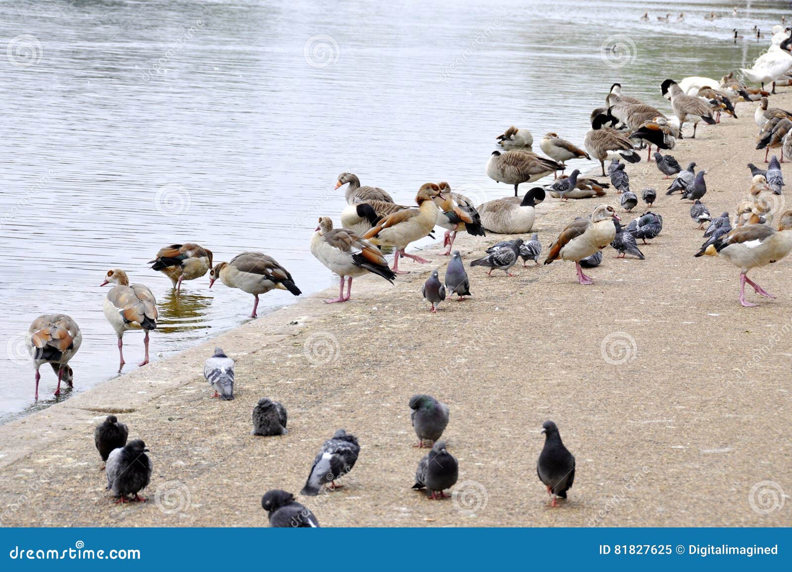 Hen Birds Gathering Into The Poultry Farmhouse In Soil Background Stock ...