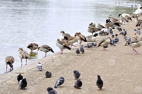 Birds gathering stock image. Image of nature, gees, lake - 81827625