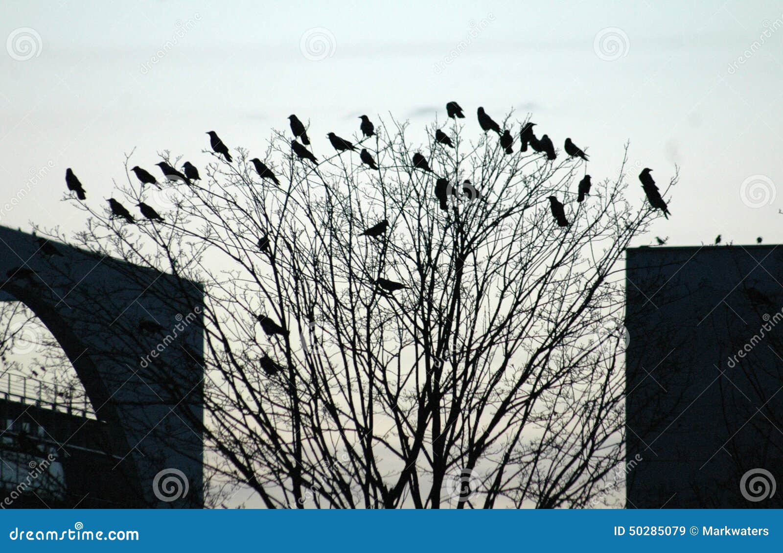 Hen Birds Gathering Into The Poultry Farmhouse In Soil Background Stock ...
