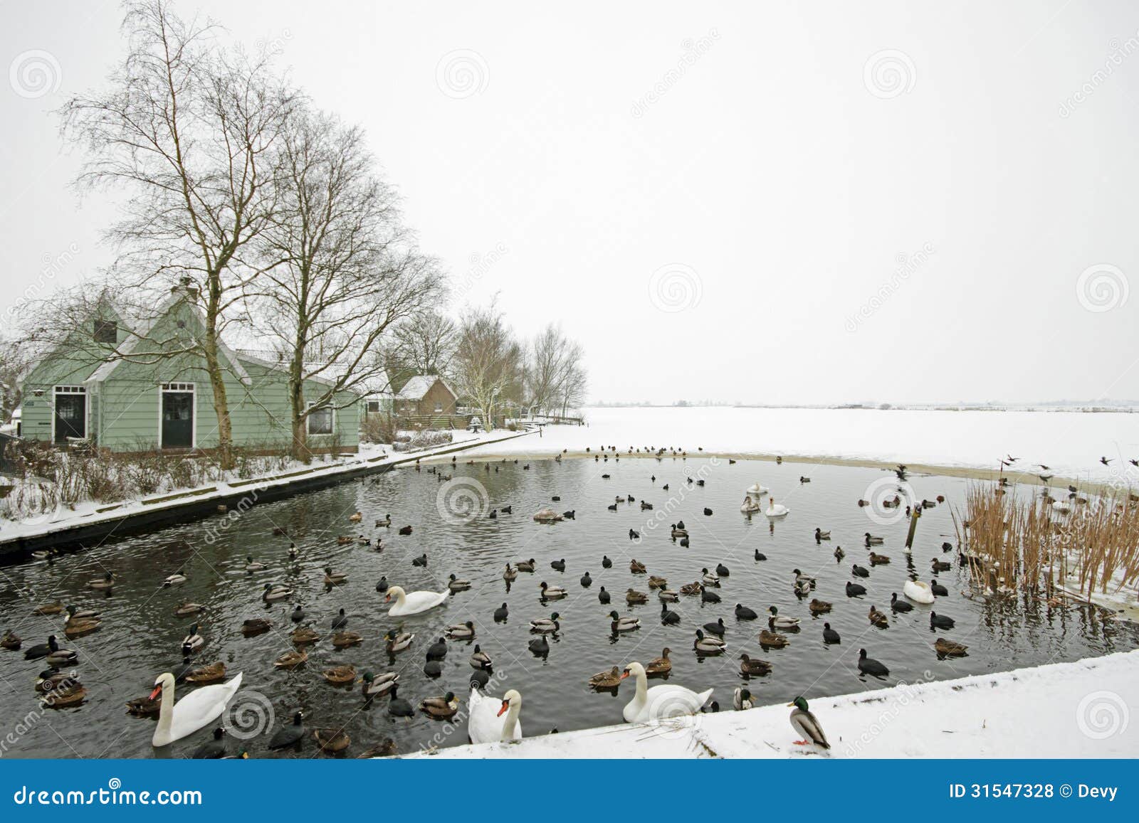 Birds and Geese in the Netherlands in Winter Stock Photo - Image of ...