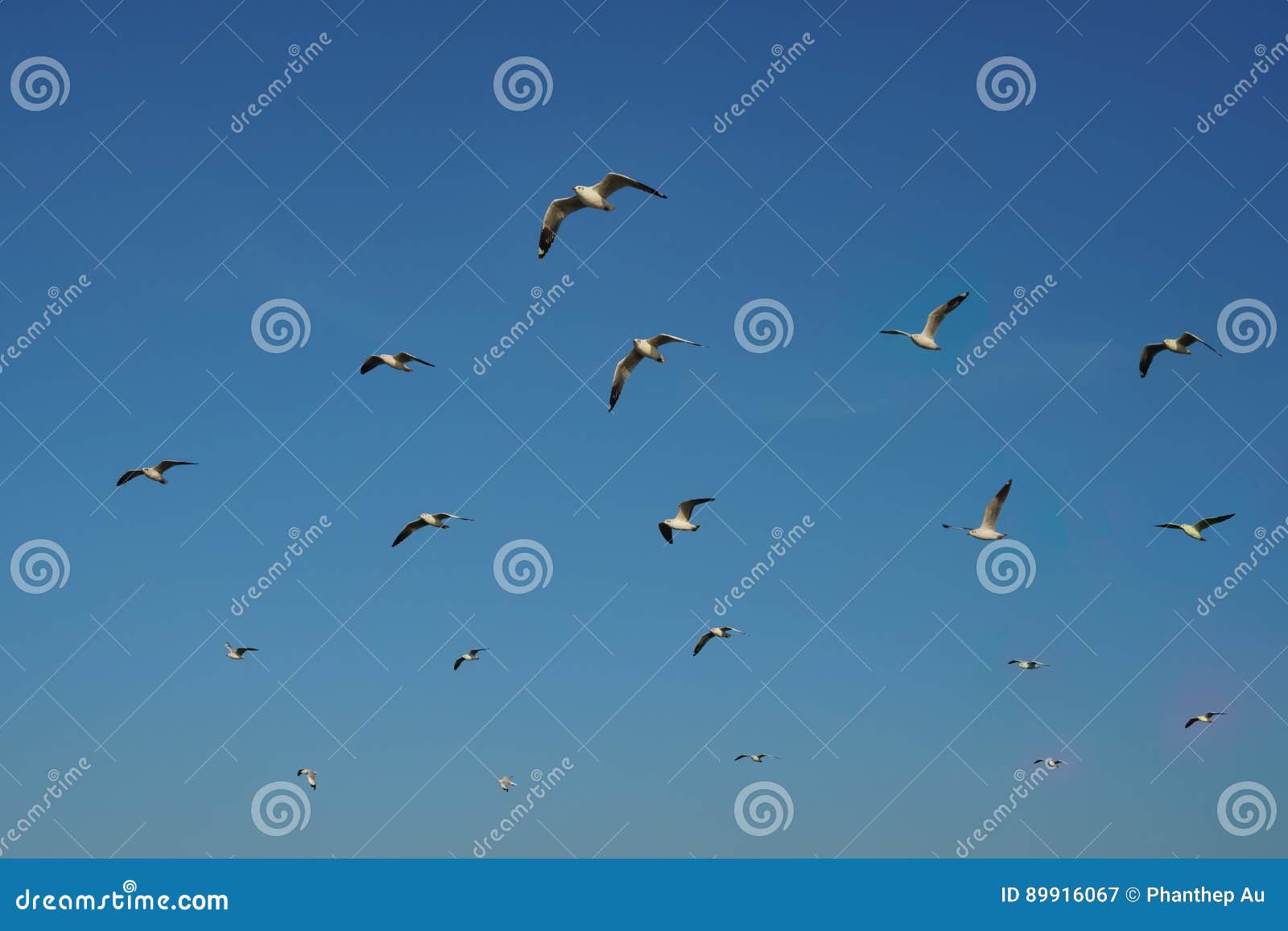 Birds gliding on clear sky stock image. Image of scene - 89916067
