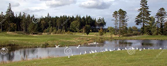Birds on a golf course stock image. Image of sport, recrenational ...