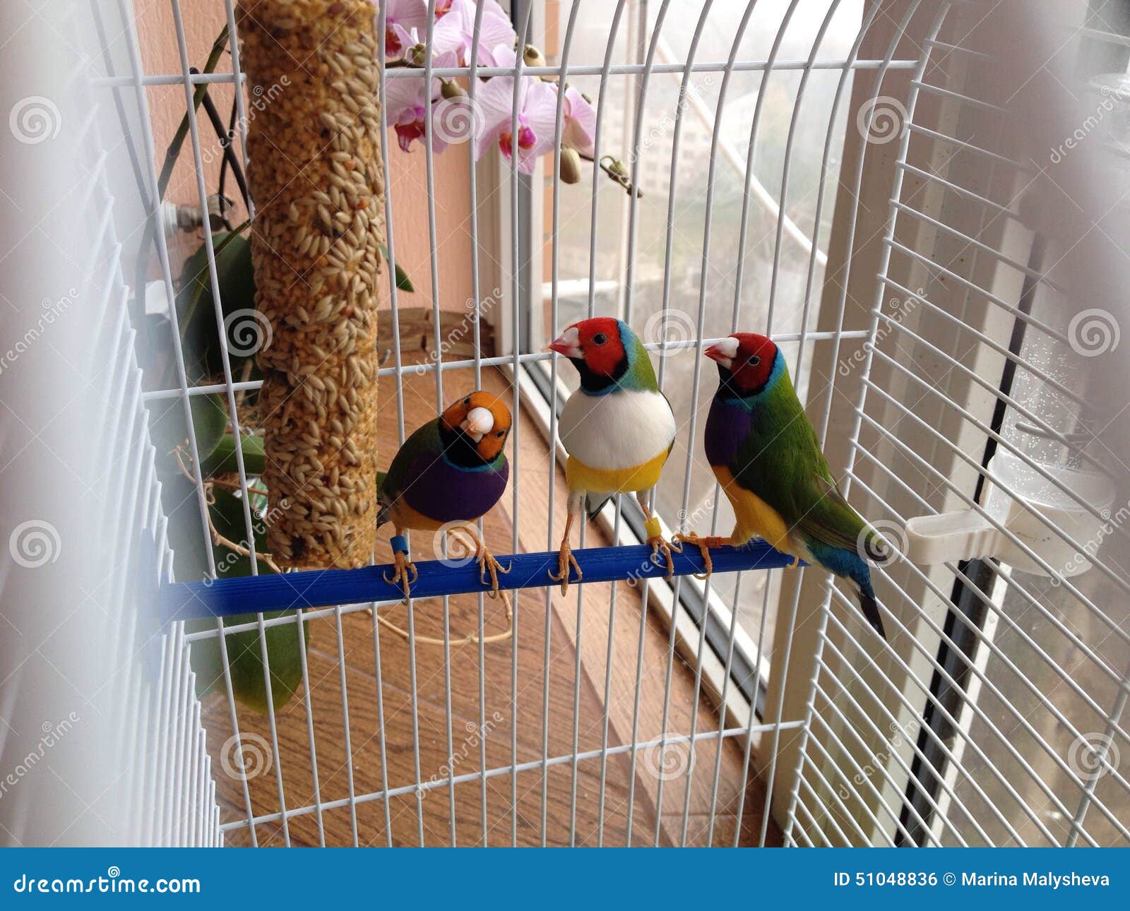 Curious Bird stock photo. Image of pets, rare, australian - 51048836