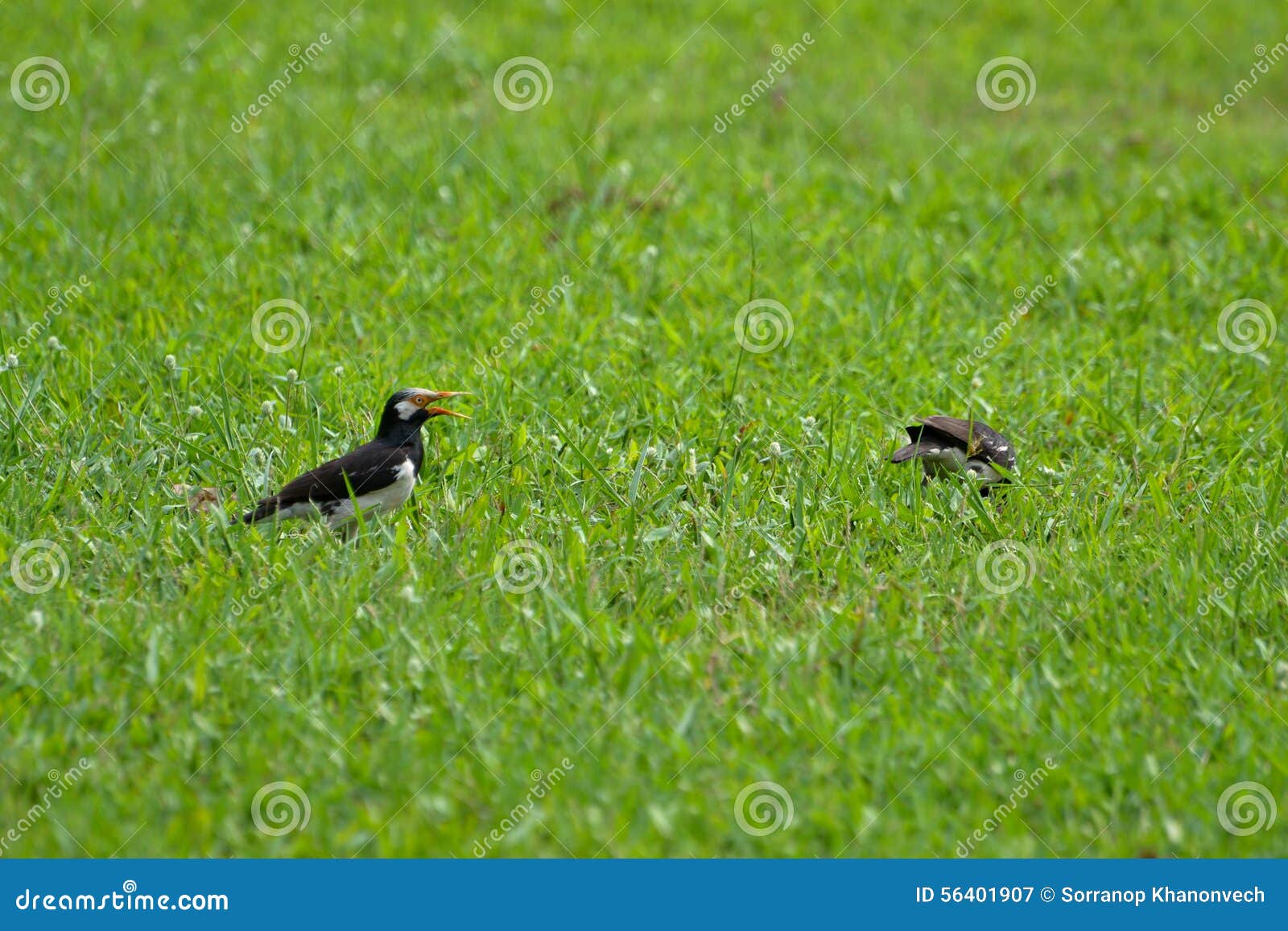 Birds in the grass stock image. Image of creature, bird - 56401907