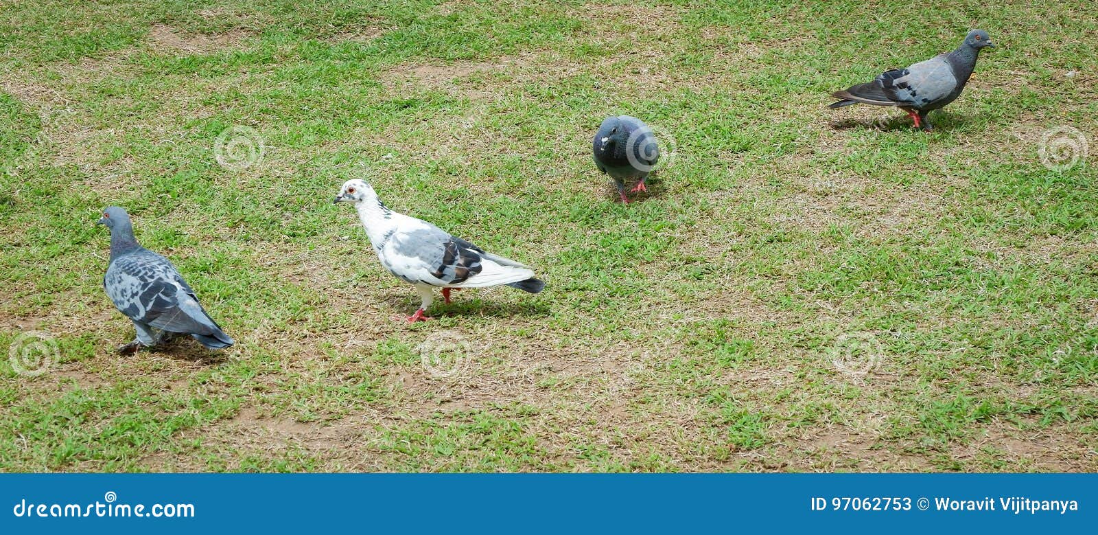 Birds in grass field stock image. Image of farm, garden - 97062753