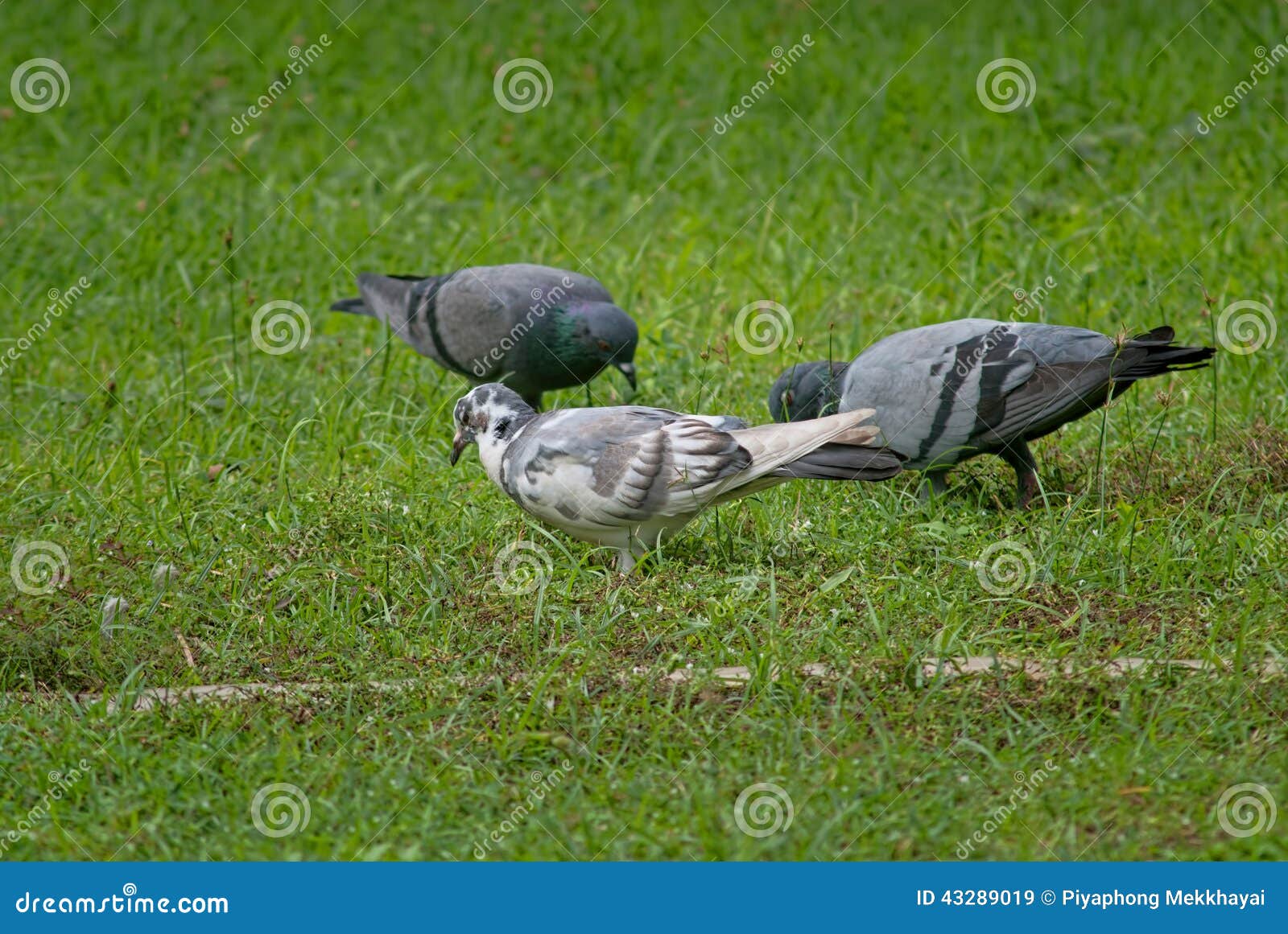 Birds in grass field stock image. Image of nature, outdoor - 43289019