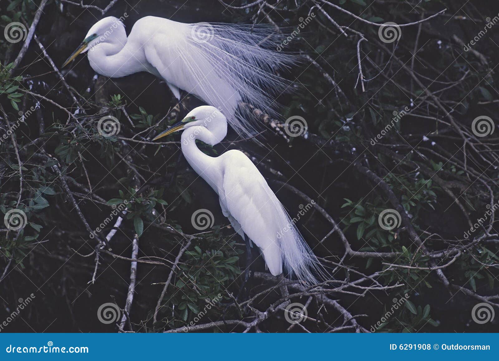 Birds-Great egrets stock photo. Image of animal, egret - 6291908