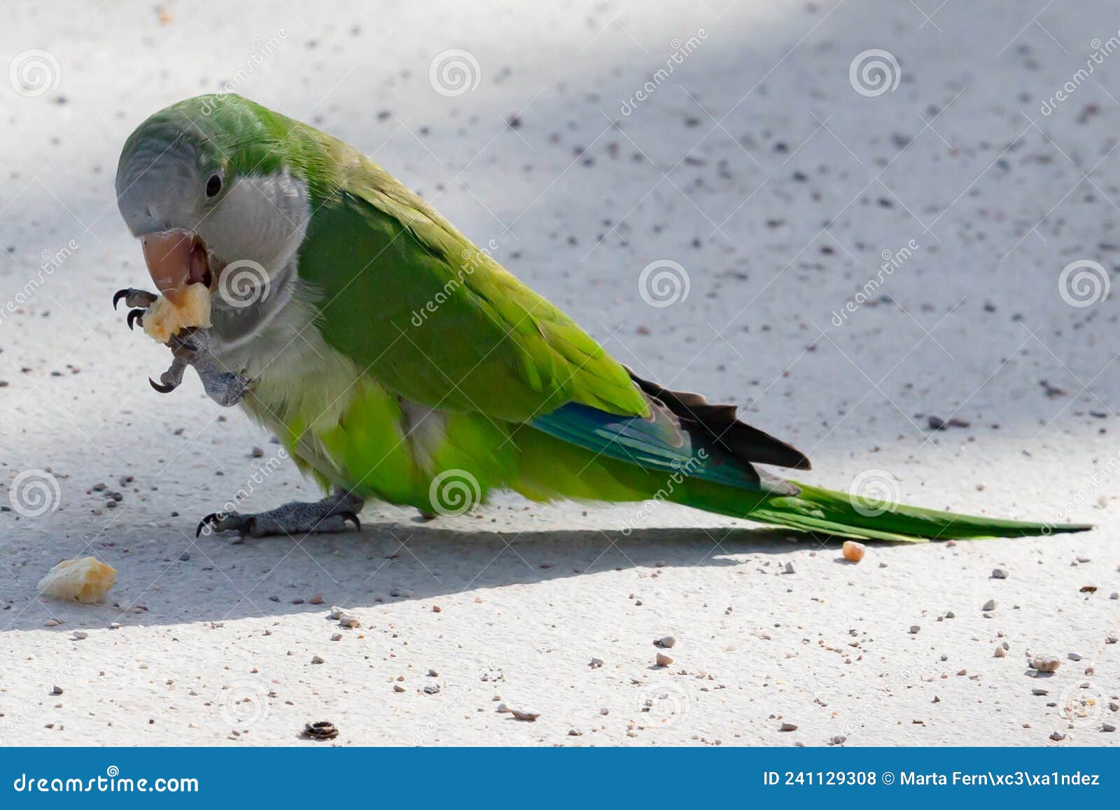 Birds with Green Feathers Called Parrots. Invasive Birds Stock Photo ...