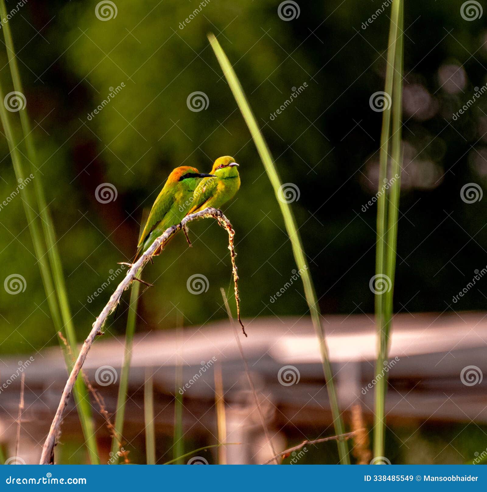 Birds Green Love Nature Grass Stock Image - Image of green, love: 338485549