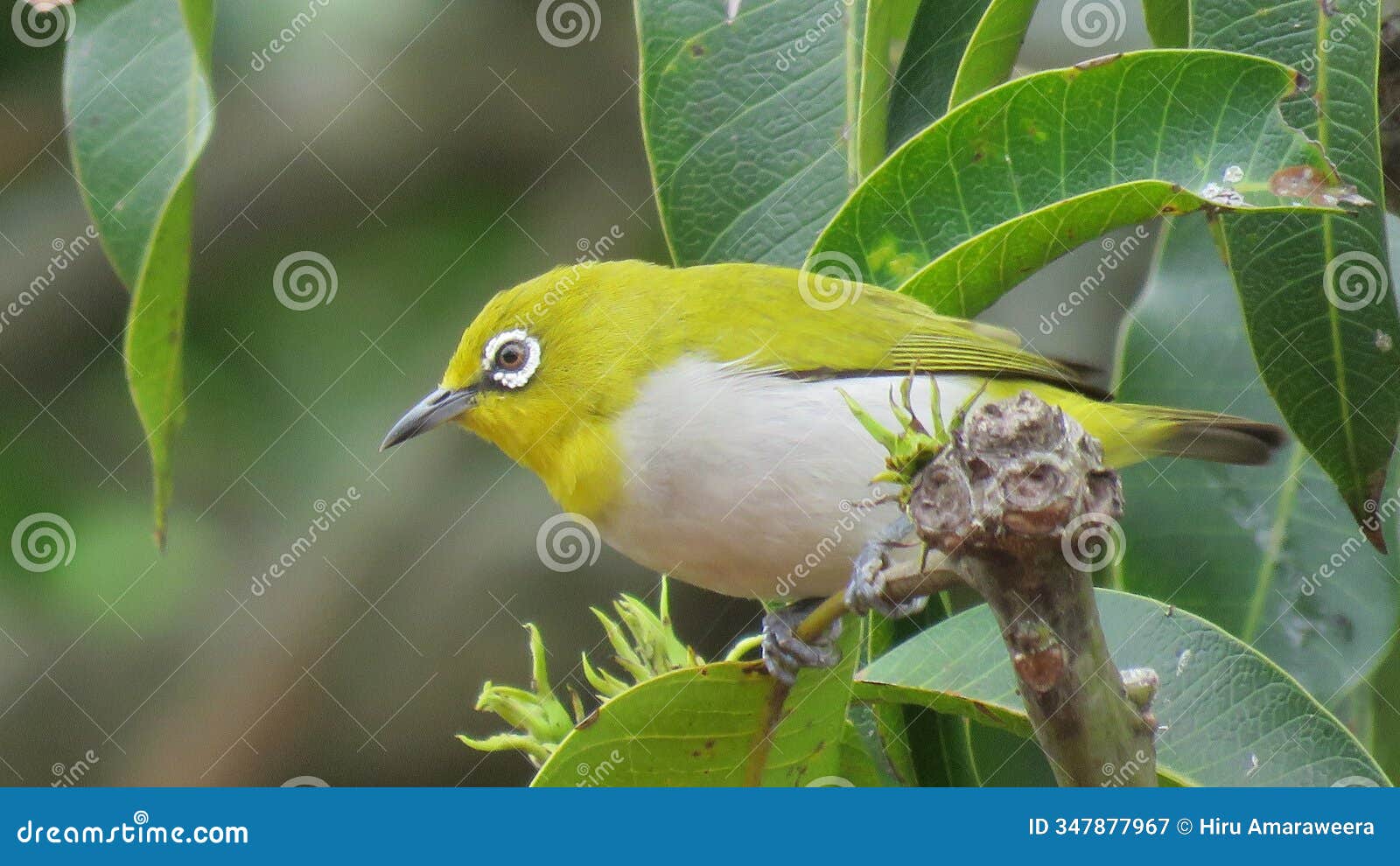 Birds green nature stock image. Image of birds, branch - 347877967