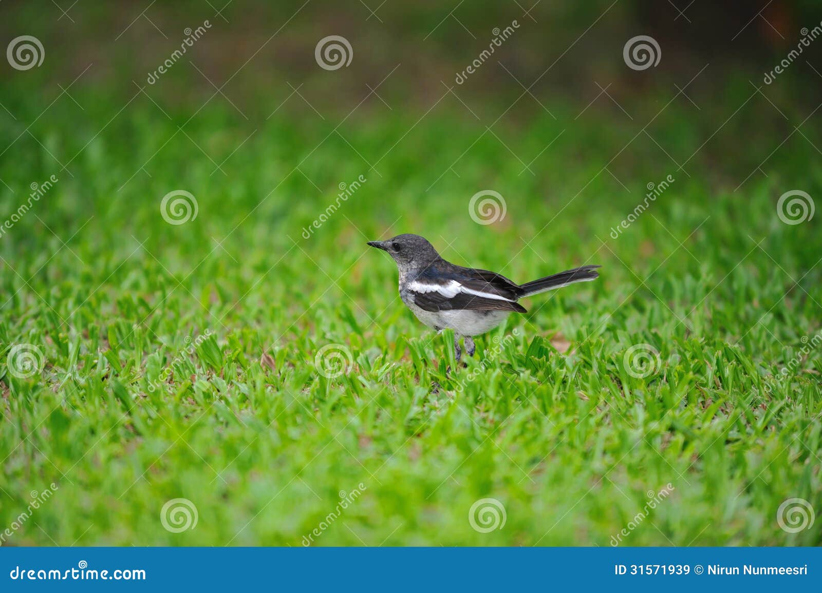 Birds on green pastures. stock image. Image of agriculture - 31571939