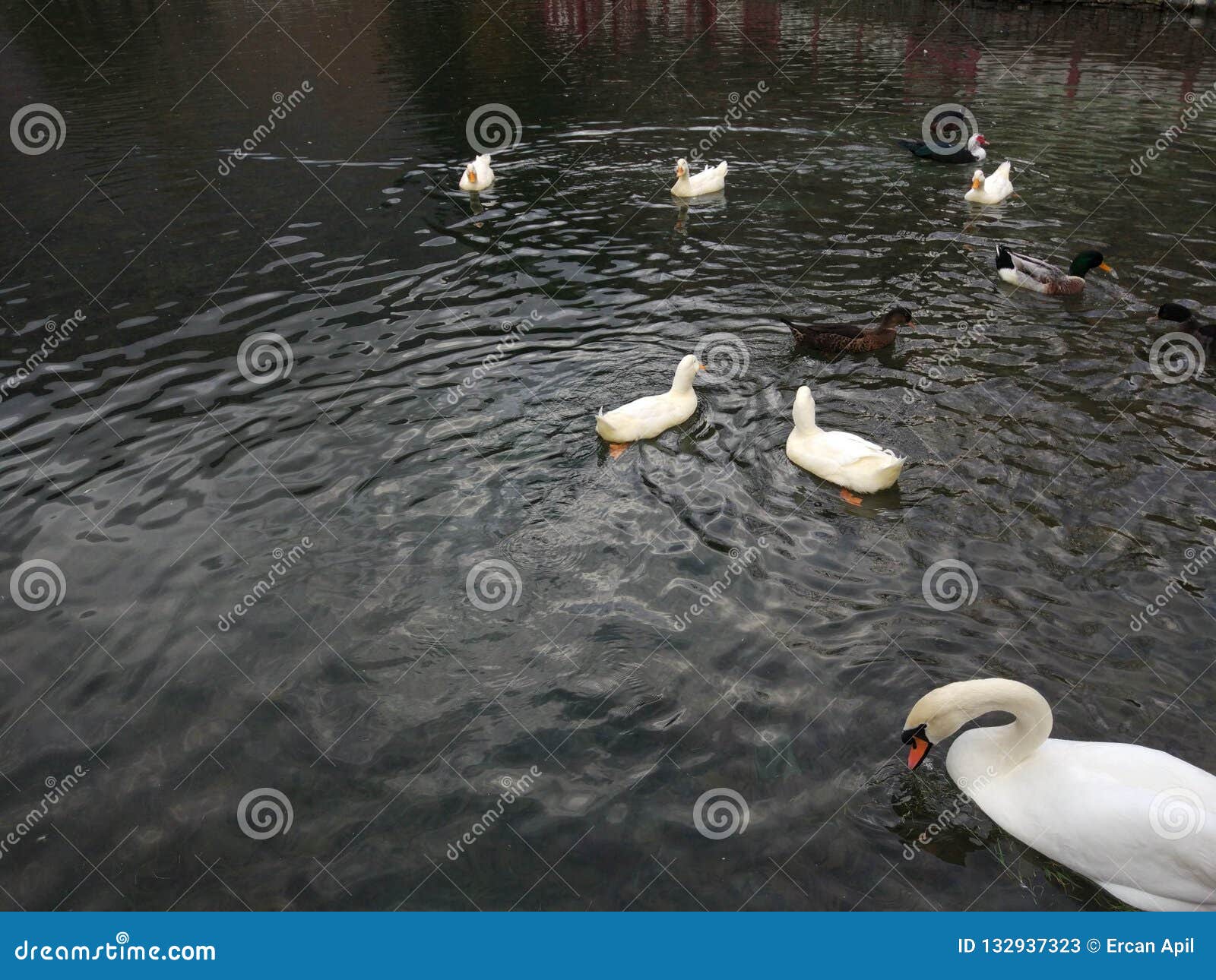 Birds Weekend Break stock image. Image of river, birds - 132937323