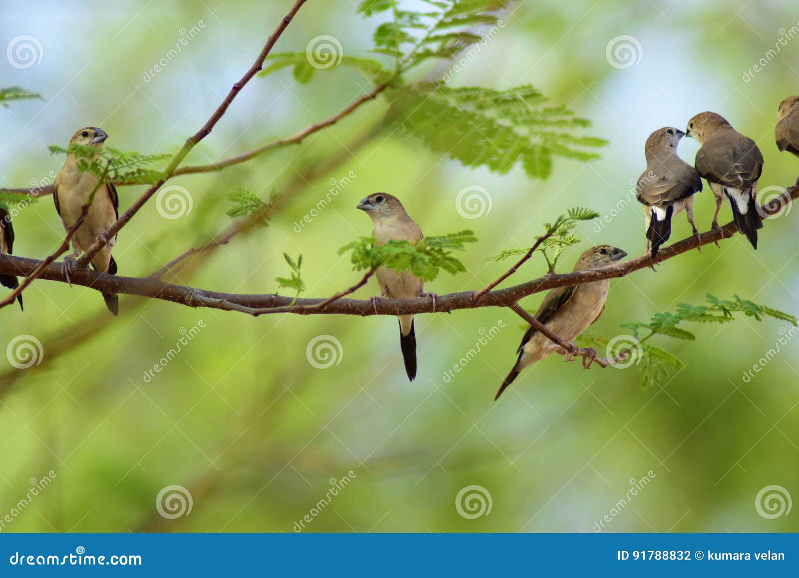 Birds group stock photo. Image of couple, love, sweet - 91788832