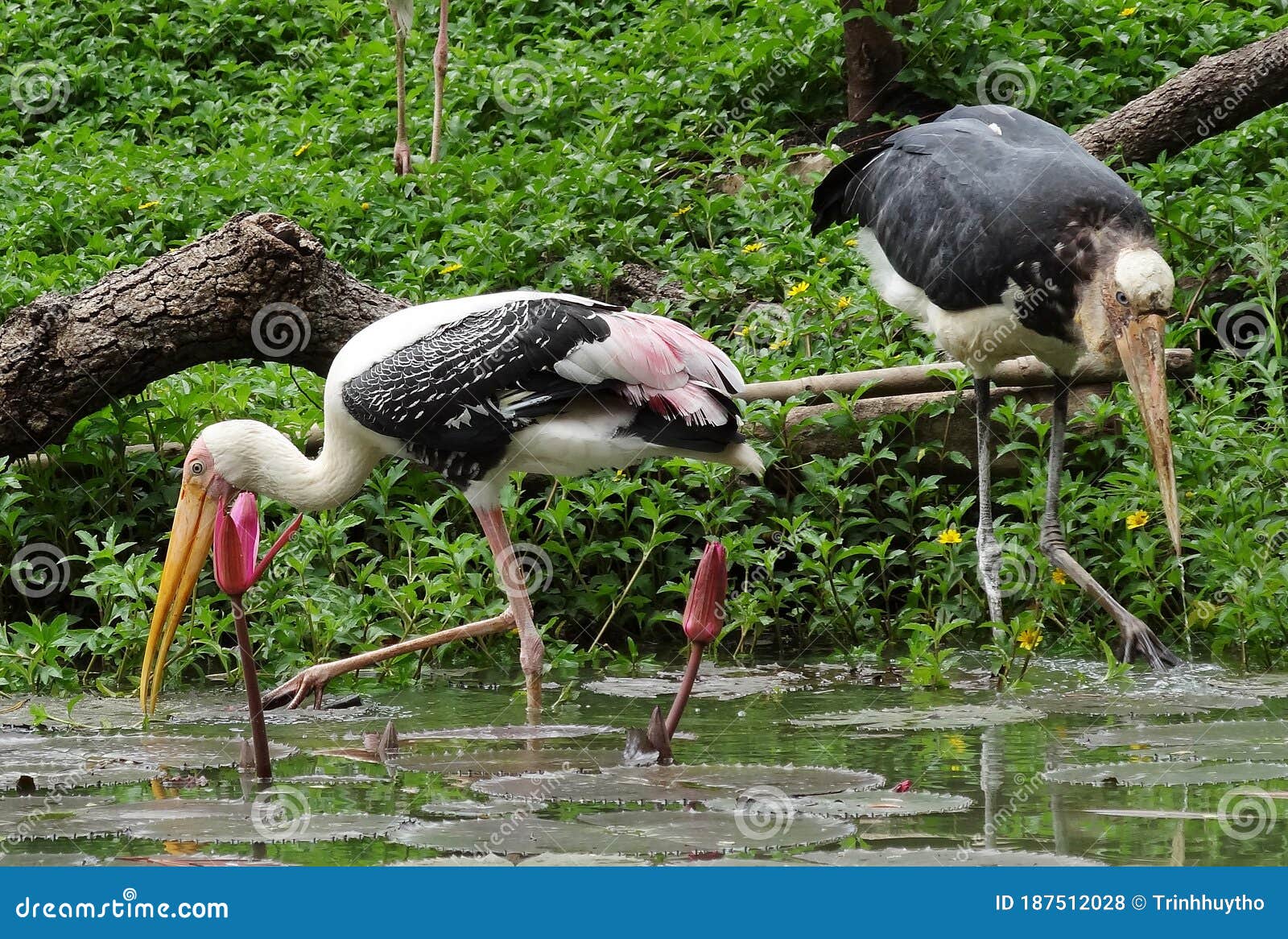 Bird in the daily life stock photo. Image of beak, canary - 187512028