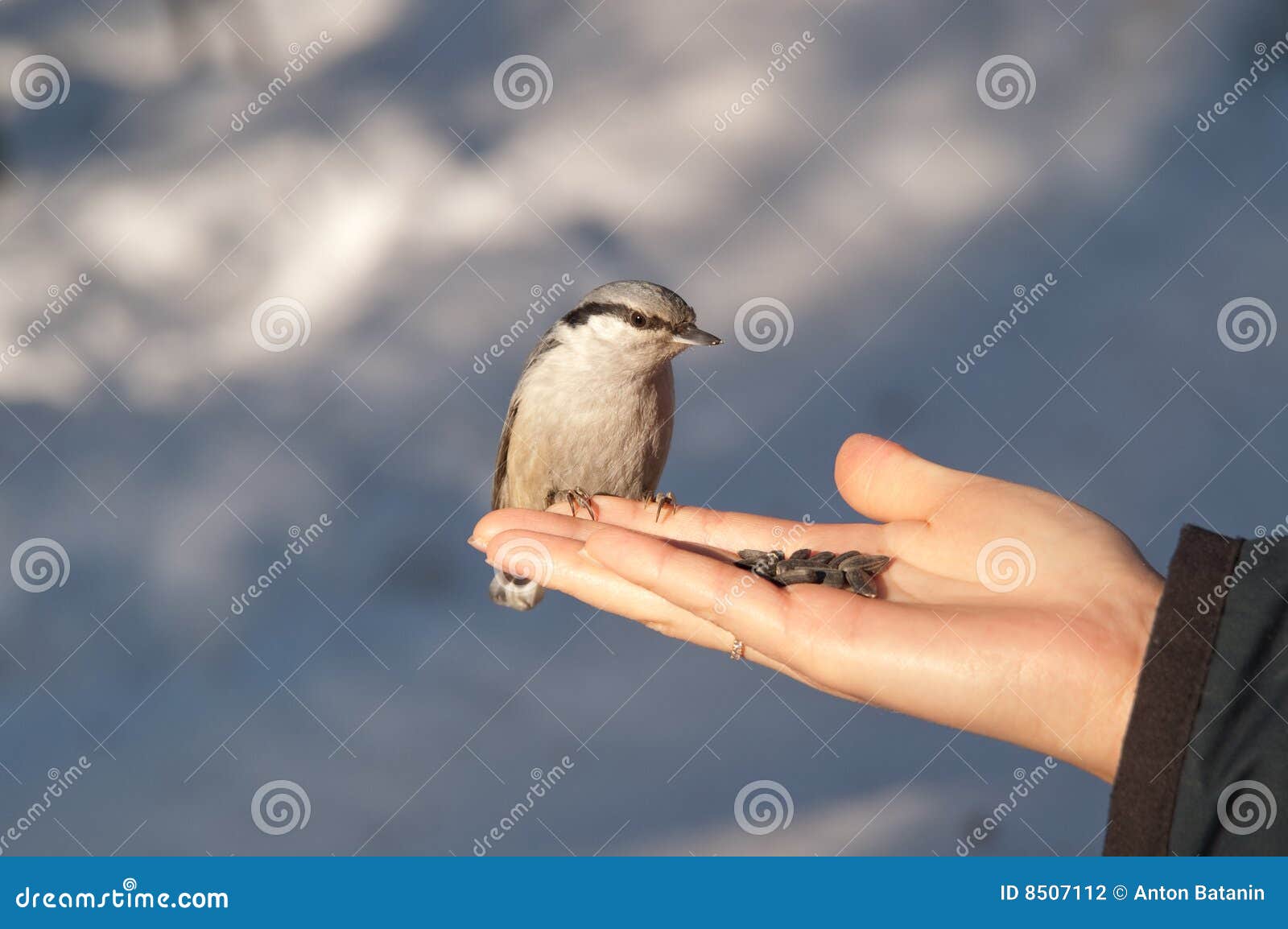 Birds on the hand stock photo. Image of birds, winter - 8507112