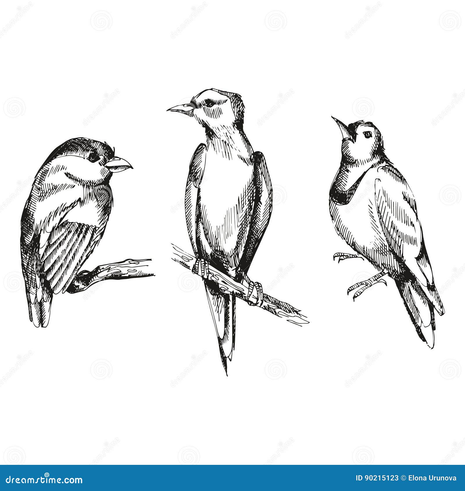 Birds. Hand Drawing. Vector Set Of Illustrations | CartoonDealer.com ...