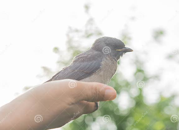 Bird on hand stock image. Image of songbird, nature - 146356447
