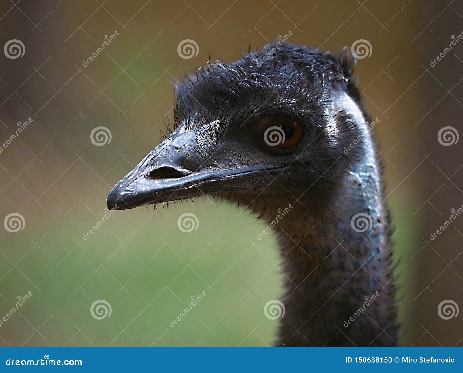 Head Profile-birds Have A Different Anatomical Structure And Their Eyes ...