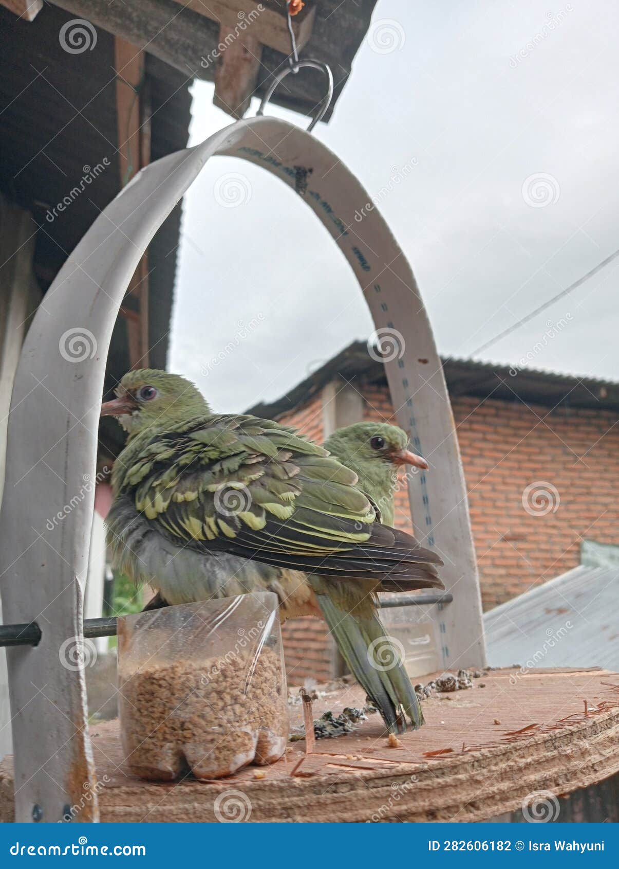 The Birds Having Fun Together when Rains Stock Photo - Image of ...