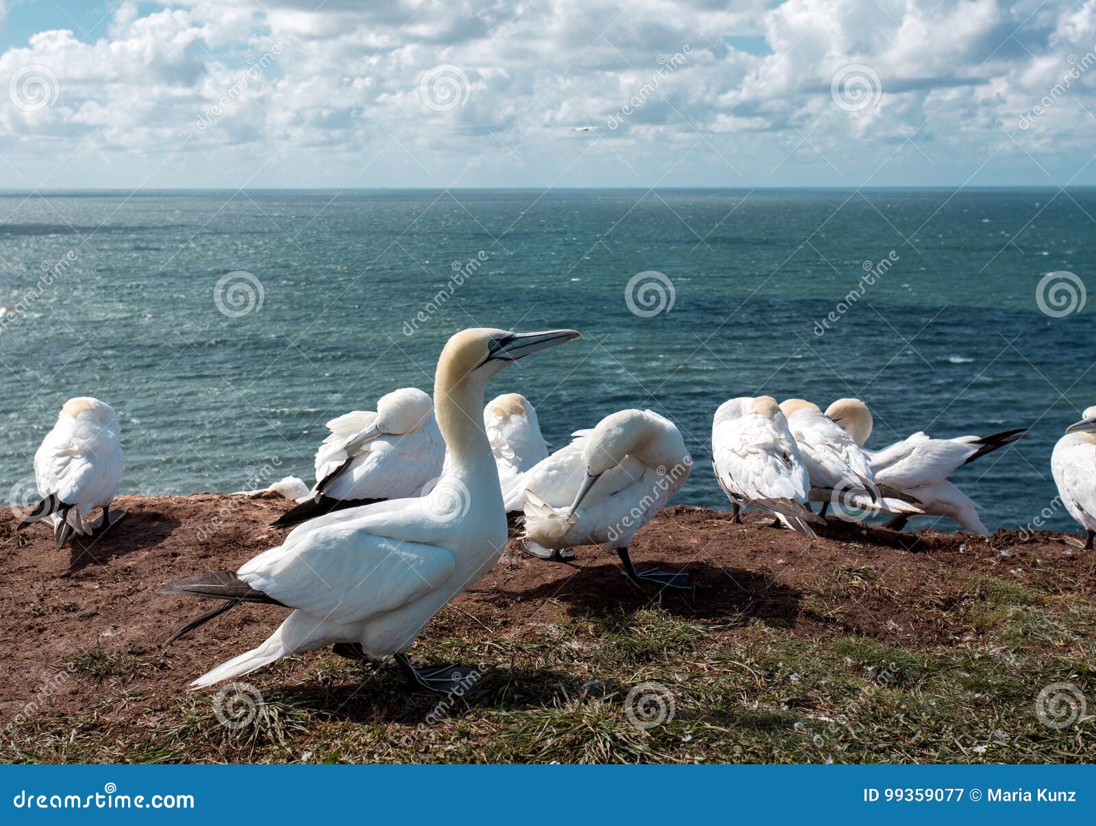 Birds Helgoland stock image. Image of wildlife, cliff - 99359077