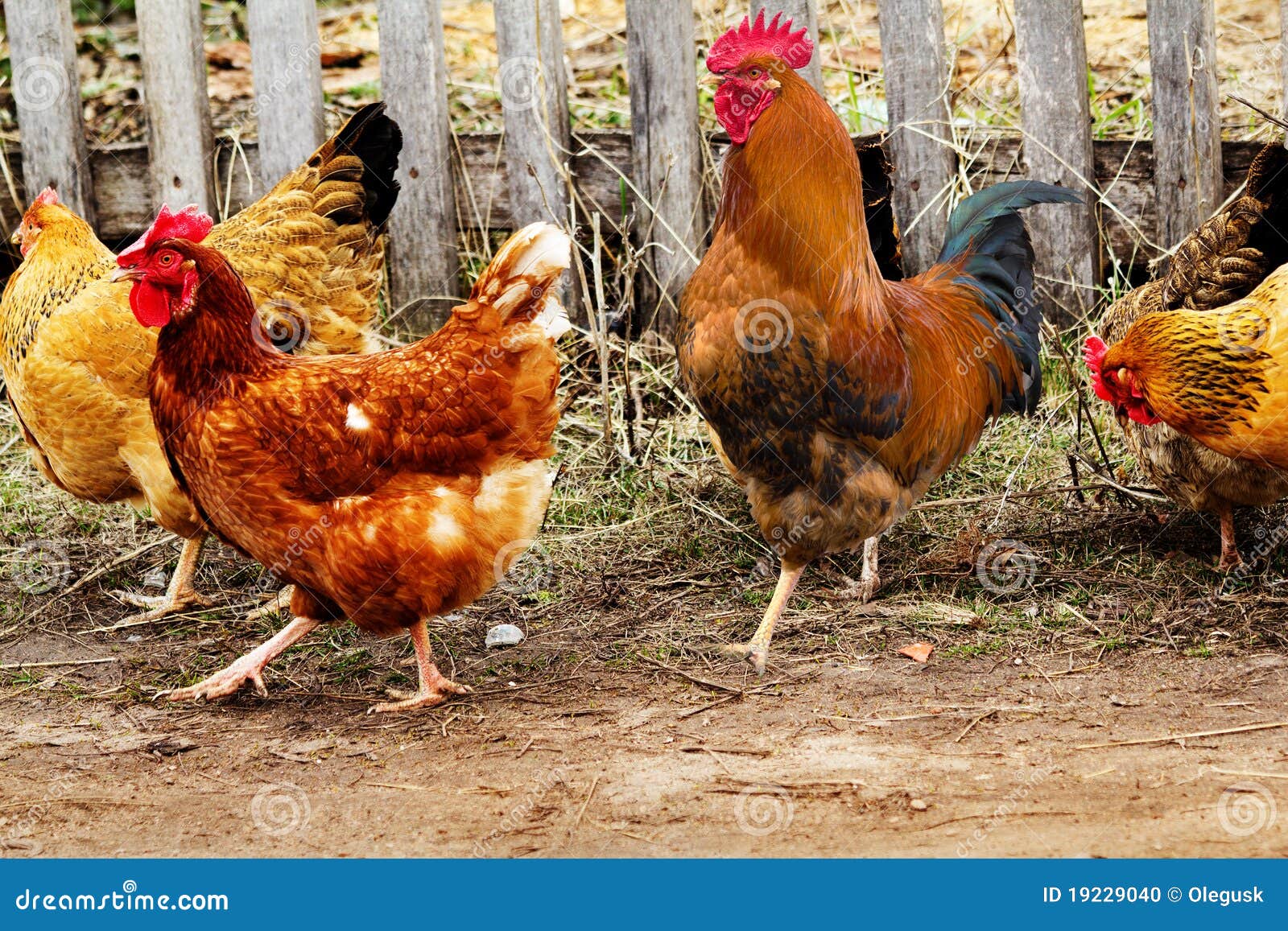Birds hens road spring stock photo. Image of fauna, movement - 19229040