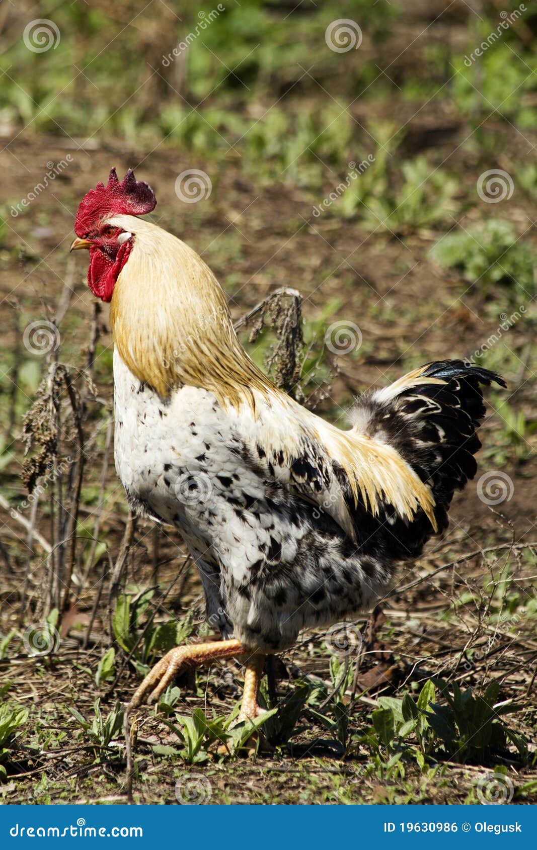Birds hens spring stock photo. Image of farm, grass, spring - 19630986
