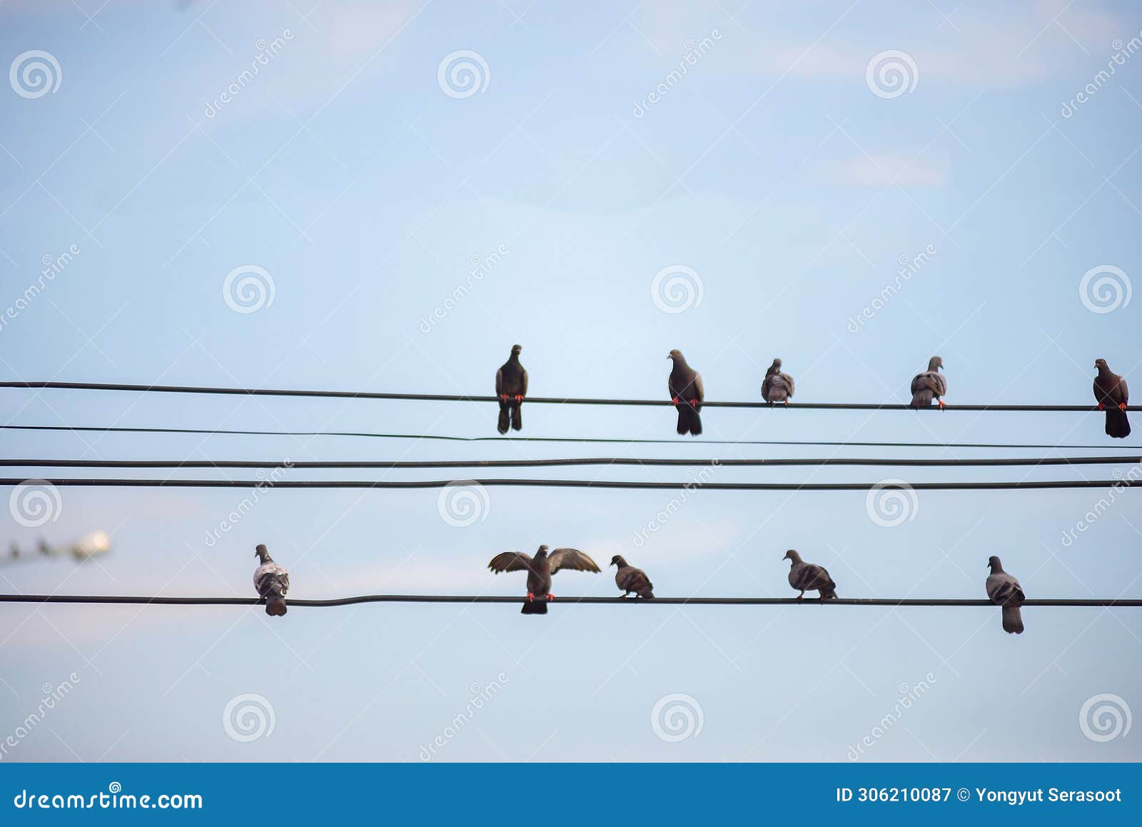 Birds on the High Voltage Cable Stock Image - Image of live, danger ...